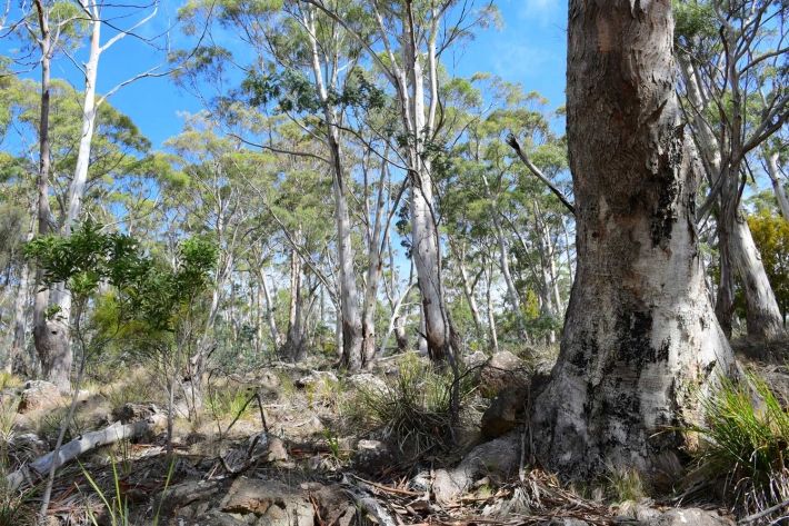 Knocklofty - West Hobart | Creative Spaces